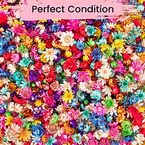 900 PCS Small Dried Flowers for Crafts Resin - Tiny Dried Flowers for Nails, Natural Real Dried Pressed Flowers Bulk for DIY Jewelry Earrings Epoxy Molds, Candles Making, Soap Making