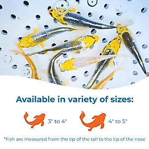 Toledo Goldfish Live Sunshine Yellow Koi, Mix of Standard or Butterfly Fin Species, Perfect for Ponds, Tanks, and Aquariums - 3-4 Inches, 5 Count