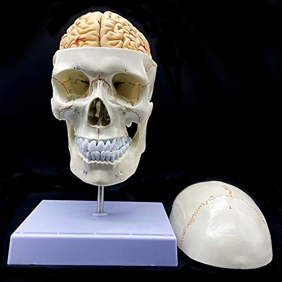 Human Skull with Brain and Cervical Vertebra Anatomical Model Life-Size Anatomy for Science Classroom Study Display Teaching Model