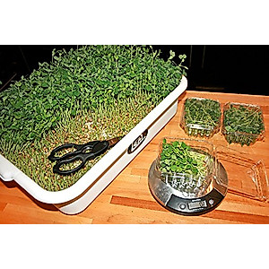 This is a Mix!!! 2000+ Seeds Microgreens Mix 40 Varieties - About 1 oz. - Superfood Seeds Heirloom Non-GMO Delicious Easy to Grow! from USA Fresh and Tested Seeds!