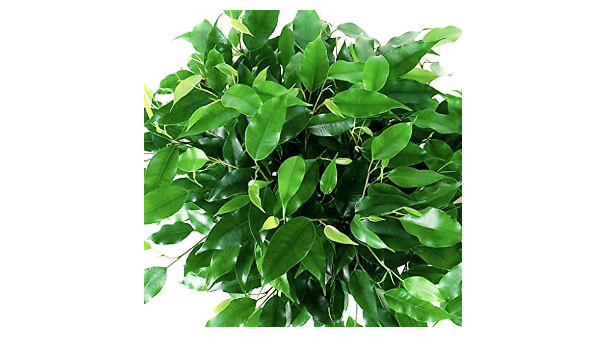 Grow Ficus Benjamina Bonsai - 20+ Seeds for Indoor Plants