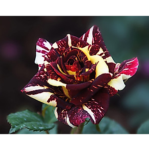 Rose Plants Live Ready to Plant Outdoors Seedlings,Dark Red Stripes Rose Bush,Multi Colours Rose Hedging,Home Garden Yard Decor Blooms,Easy Planting (1 Plant ,No Pot Include)
