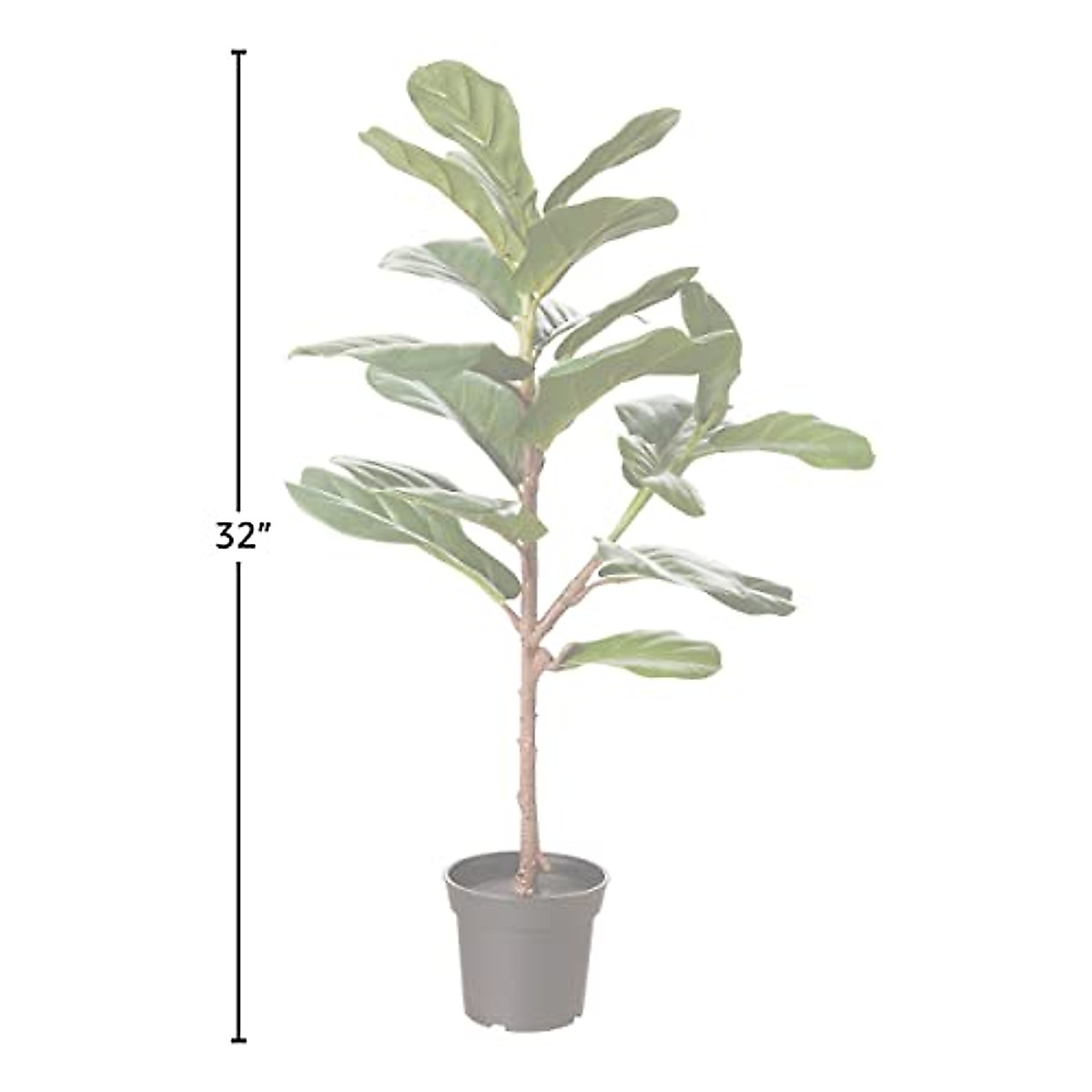 Amazon Brand - Stone & Beam Artificial Fiddle Leaf Fig Tree with Plastic Nursery Pot, 2.6 Feet (32 Inches) / Small, Indoor