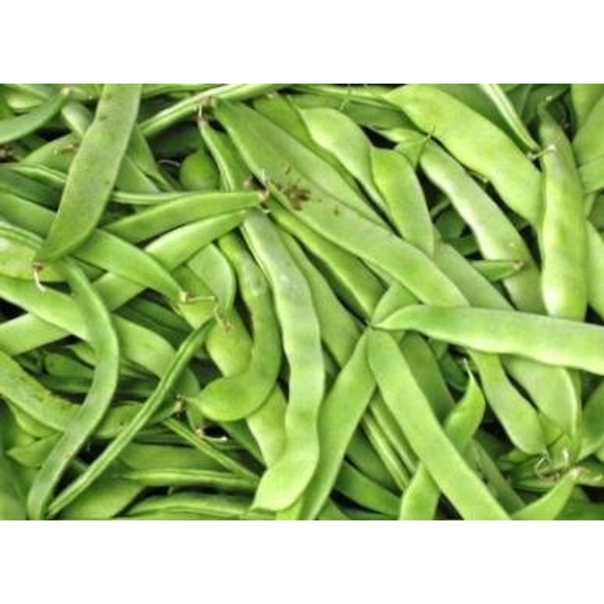 Roma II Italian Bush Bean Seeds for Planting, 30+ Heirloom Seeds Per Packet, (Isla's Garden Seeds), Non GMO Seeds, Botanical Name: Phaseolus vulgaris, Great Home Garden Gift