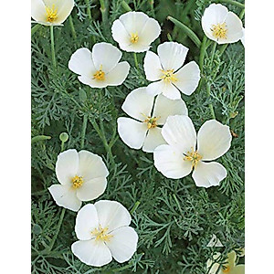 Ivory Castle White California Poppy Seeds for Planting, 1000+ Seeds Per Packet, (Isla's Garden Seeds), Non GMO & Heirloom Seeds, Scientific Name: Eschscholzia californica, Great Home Garden Gift