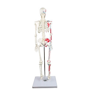 Parco Scientific PB00014 Human Skeleton with Muscles Colored and Labeled, Half Size 33" (84cm) | Wired for Natural Movement | Labelled Diagram Included