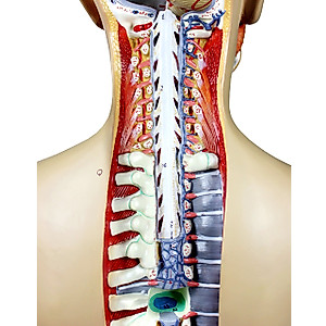 Vision Scientific VAT107-DC 17 Parts Sexless Human Torso | Open Back Exposes Muscular Layers, Vertebral Volume, Nerve Branches |Neck Dissected Shows Muscular, Neural, Vascular and Glandular Structure