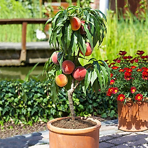 CHUXAY GARDEN Peach Fruit Tree-Prunus Persica 10 Seeds Sweet Fruit Tree