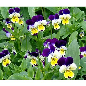 500 Viola Flower Seeds Johnny Jump UP Helen Mount Tricolor Flower