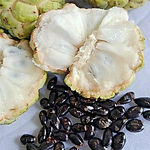 20+ Custard Apple Seeds / Annona Muricata Fruit Tree Seeds for Planting