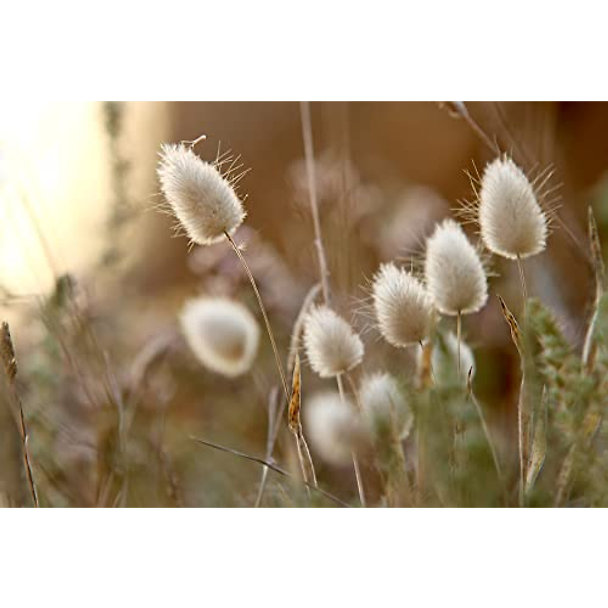 30 Bunny Tails Ornamental Grass Seeds for Planting, Dried Flowers, Crafts, Lagarus Ovatus - Ships from Iowa, USA