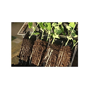 Deep Rootrainer Seed Starter, Plastic 11-1/2" L x 9" W x 3-1/2" H Overall, 32 Cells 1-1/2" Square x 5" H Each, Holding Tray and Dome Included, Promotes Downward Root Growth, Reusable