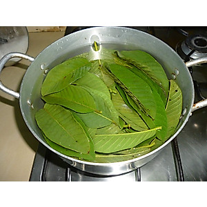 Fresh Guava Leaves from Trees Grown in South Florida - 1 oz (Approx. 10 to 25 Leaves) - No pesticides or Chemical Sprays / No Reimbursement or Return