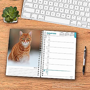 Cat Lovers | 2023 6 x 7.75 Inch Spiral-Bound Wire-O Weekly Engagement Planner Calendar | New Full-Color Image Every Week | BrownTrout | Animals Domestic Kittens Feline