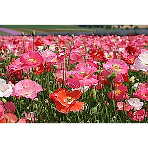 Shirley Single Mix Poppy Flower Seeds for Planting, 3000+ Flower Seeds Per Packet, (Isla's Garden Seeds), Non GMO & Heirloom Seeds, Scientific Name: Papaver rhoeas, Great Home Garden Gift