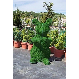Heirloom Boxwood, Buxus Sempervirens, 30 Seeds, (Hardy Evergreen, Topiary, Hedge, Bonsai)