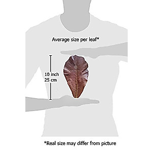 SunGrow Saver Bundle Pack - Catappa Leaves 30Pcs/Pack + Large Leaf Hammock