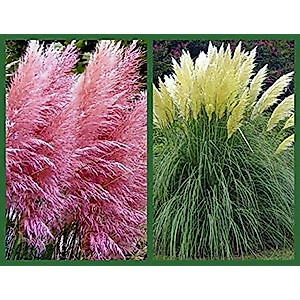 Giant White Pampas Grass Seeds - 1,000 Seeds - Ships from Iowa, Made in USA - Ornamental Landscape Grass or Privacy Plant