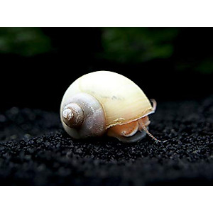 Aquatic Arts 1 Live Ivory Mystery Snail | Freshwater Aquarium Control / Glass Clearer | Safe in Tetra / Guppy / Betta Fish Tanks | Tank Decor