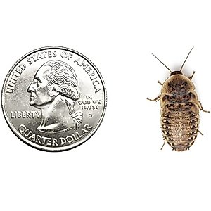 DBDPet 400 Medium Live Dubia Roaches | Live Arrival is Guaranteed | Shipped in Cloth Bags