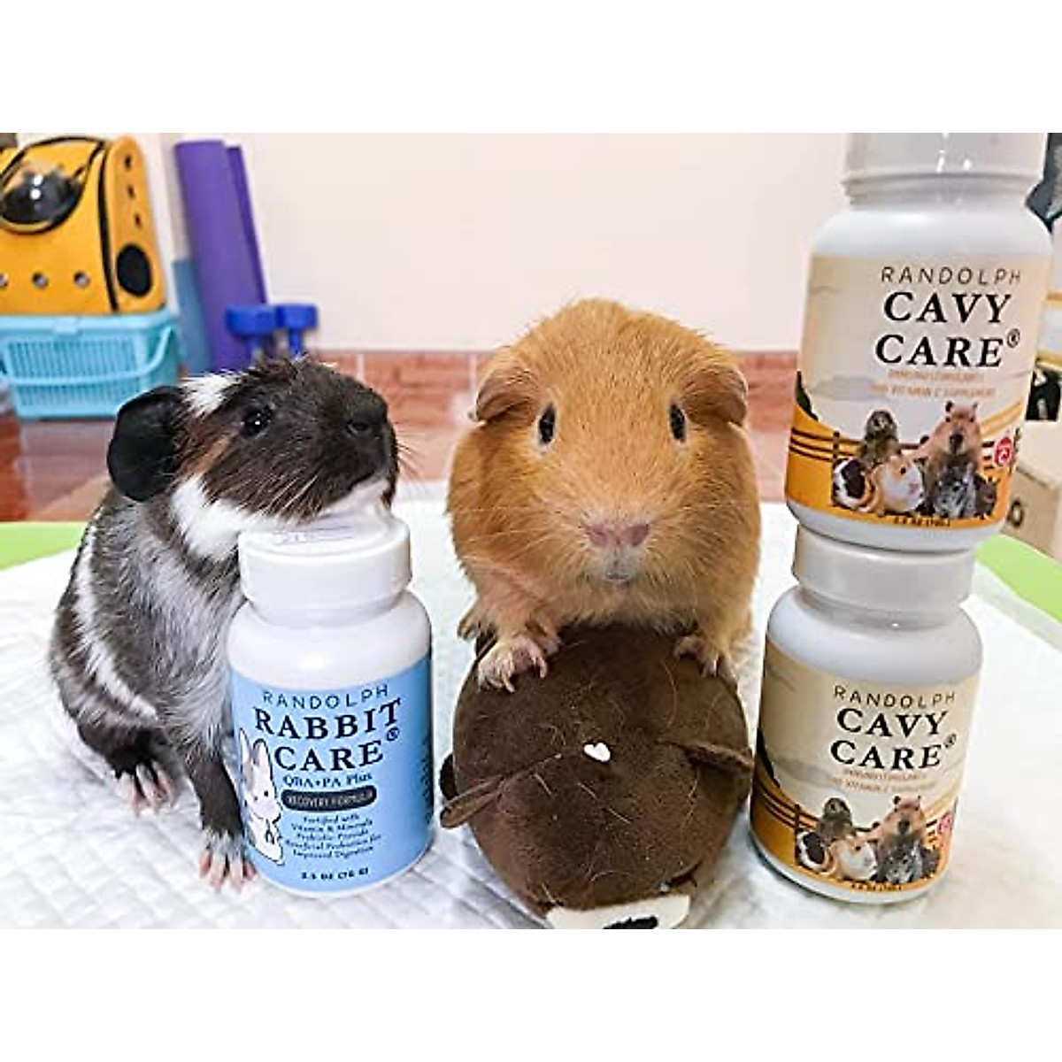RANDOLPH Cavy Food Care 70 g. IMMUNOSTIMULANTS & Vitamin C Supplement Recovery & Booster Energy for Guinea Pig & Herbivores Small Pet, Probiotics Improved Digestion Best Prevent Healthy Rabbit Feed