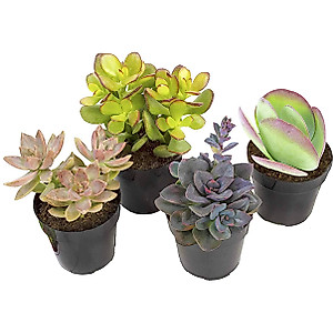 Altman Plants, Rosette Succulents Plants Live in Potting Soil (4PK), Assorted Succulents Live Plants Indoor Plants Live Houseplants, Live Succulent Plants Colorful House Plants Indoors Live Succulents