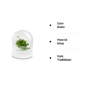 Bloomify Live Sundew Plant Terrarium – Enclosed Ecosystem with Zero Maintenance – Unique Ecosphere Plants for Home Décor – Drosera Spatula Sundew Plant –Great Gift – Self-Sustaining Terrarium