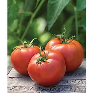 Burpee 'Big Boy' Hybrid Tomato Seeds, Large Slicing Tomato with Rich Flavor,50 Non-GMO Seeds