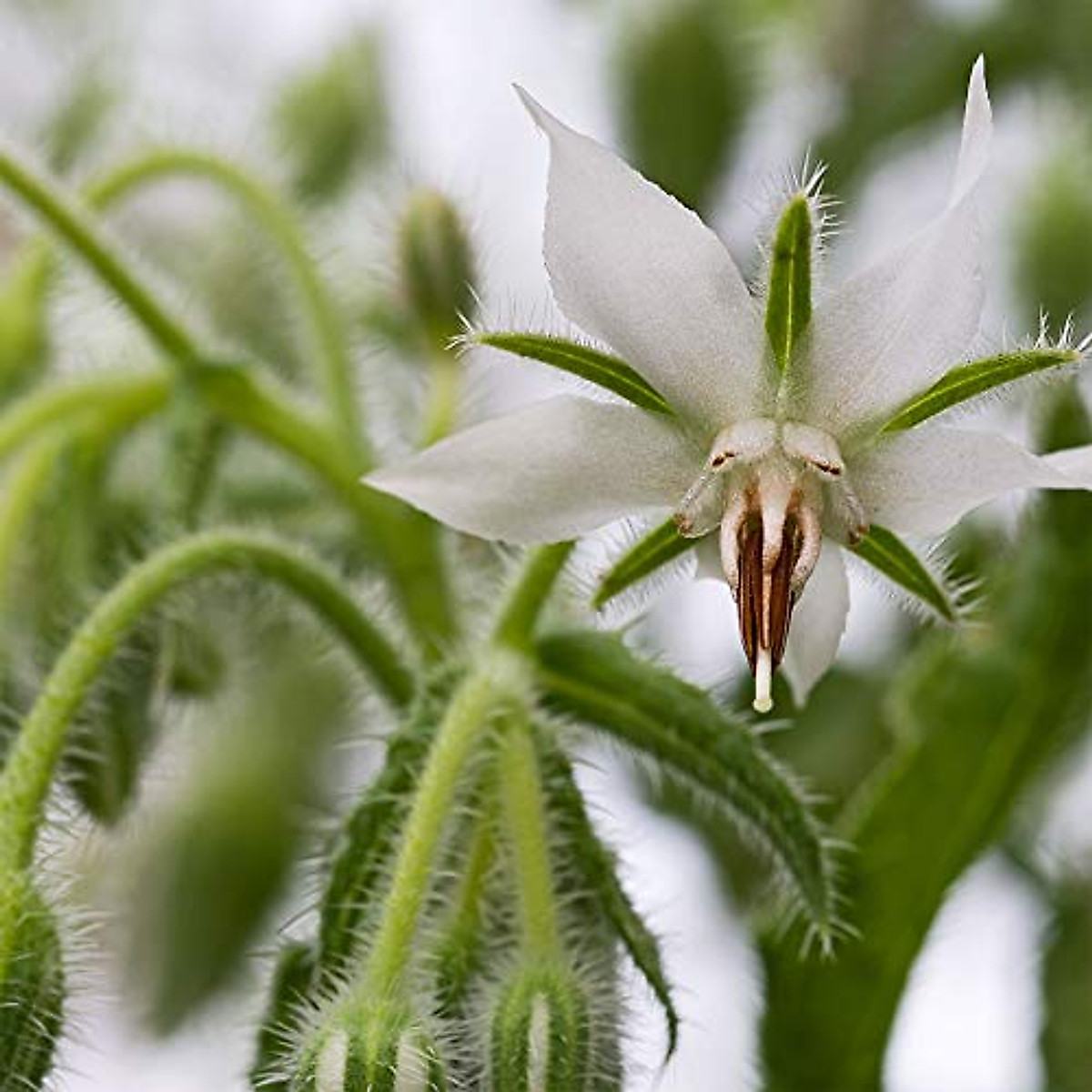 Outsidepride Borago Officinalis White Borage Herb Garden Flowering Plants Great for Bee Pollination - 1000 Seeds