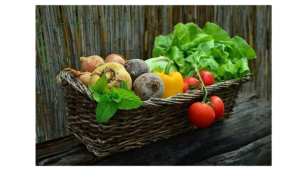 Set of 12 Sweet Corn- Golden Bantam Vegetable Seed Packs - Create a ...