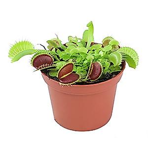 Live Venus Fly Trap Live Plant, Dionaea Muscipula, Venus Fly Trap Plant Decor, Sundew Carnivorous Plants Live Houseplants, Venus Fly Trap Terrarium Plants, Live Plants Indoor Plants by Plants for Pets