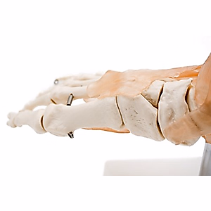 Foot Joint Model with Ligaments,Kouber Human Anatomical Model,Life Size,Height 11"