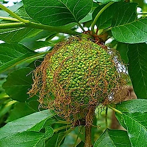 KVITER 10 Apple Monkey Ball Maclura Pomifera Tree Seeds - Organic Fresh Tree Seeds for Planting - Live Tree Seeds for Home and Garden