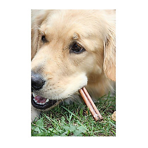 Downtown Pet Supply 6-inch Bully Sticks for Dogs, Pack of 18 - Single Ingredient, Nutrient-Rich and Odor Free Bully Sticks for Dogs - Rawhide Free Dog Chews Long Lasting and Non-Splintering