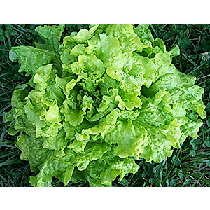 7000 Black seeded Simpson Lettuce Seeds for Planting 14+ Grams of Seeds Non GMO Heirloom Garden Vegetable Survival Baby Greens Bulk
