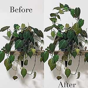 Metal Plants Climbing Trellis 3 Pack Wrought Iron Bonsai Plant Support Holder for Indoor Outdoor Garden Rose Flower Vine Metal Trellis