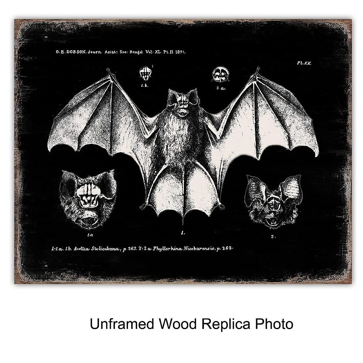 Black Bats Gothic Wall Decor - Vintage Retro Wall Art & Decor - Room or Home Decor - Hipster decoration - Horror Vampire bat Gift - Creepy Scary Anatomical Picture Poster print Set 8x10 UNFRAMED