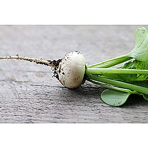 Hailstone Radish Seeds, 250+ Heirloom Seeds, (Isla's Garden Seeds), Non GMO Seeds, Botanical Name: Beta vulgaris