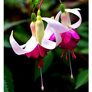 100 Pcs Purple Pink Fuchsia Flower Seeds Perennial Home Plant