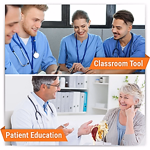 Hip Joint w/Sciatic Nerve Model | Human Body Anatomy Replica of Normal Muscled Hip Joint w/Sciatic Nerve for Doctors Office Educational Tool | GPI Anatomicals