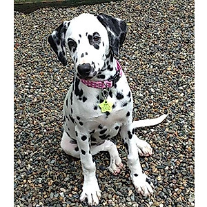 Klippy 2-Pack, 2 Pet Tag Quick Clips, Perfect for Dogs and Cats, Silver