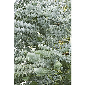 25+ Silver Drop Eucalyptus Seeds - Made in USA. Ships from Iowa. Great as Bonsai or Clip Branches for Floral Arrangements