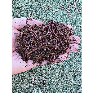 Nature's Dream Ranch 150 Count Live Red Wiggler Earthworms Vermicomposting Garden Red Wrigglers - Farm Composting, EW001-150A 0