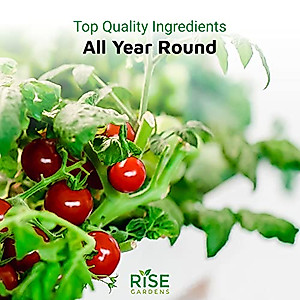 Peppermint Mint | 4 Pack | Rise Gardens Seed Pods for Hydroponic Growing System, 60+ Seed Pods to Choose from to Grow Fresh Herbs, Greens, and Vegetables at Home