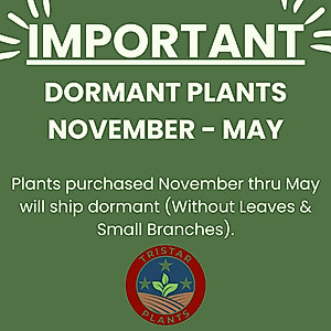 TriStar Plants - Blueberry 'Highbush/Sweeheart' - 1 Quart Trade Pot, NO SHIP CALIFORNIA - edible fruit, fruit tree, homestead garden