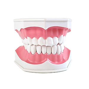 SEED&TREE Dental Teaching Study Brushing Model with Toothbrush/Removable Lower Teeth. Non Power. Plastic Model