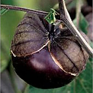 Purple de Milpa Tomatillo Seeds (20+ Seeds) | Non GMO | Vegetable Fruit Herb Flower Seeds for Planting | Home Garden Greenhouse Pack