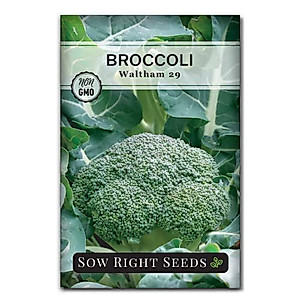 Sow Right Seeds - Waltham 29 Broccoli Seeds for Planting - Non-GMO Heirloom Packet with Instructions to Plant an Outdoor Home Vegetable Garden - Grow Your Own Fresh Green Broccoli - Great Gift