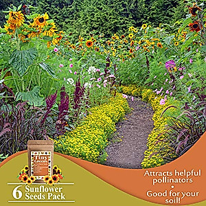 Sunflower Seeds Pack for Planting Outdoors - 6 Beautiful Sunflower Seed Varieties to Plant - Autumn Beauty, Lemon Queen, Mexican, Sunspot, Velvet Queen, Wild Sunflower - Flower Seeds for Planting