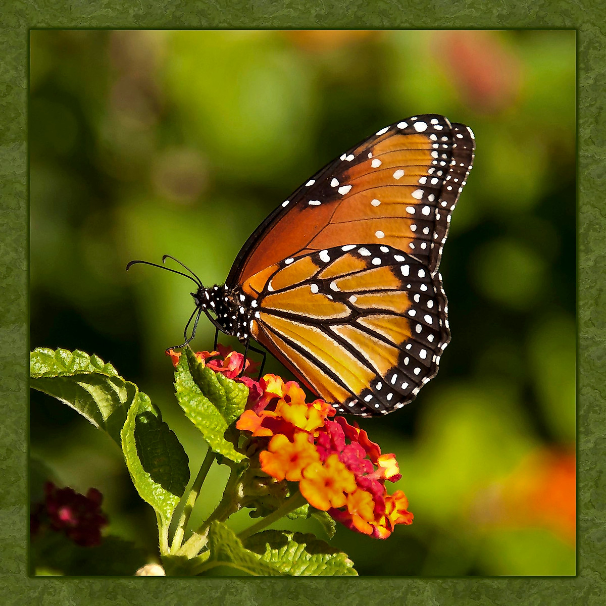 Single Monarch Butterly Quilt Panel - BRM-003, Panel Size is 17” X 17”, Quality Quilting Cotton, Digitally Printed